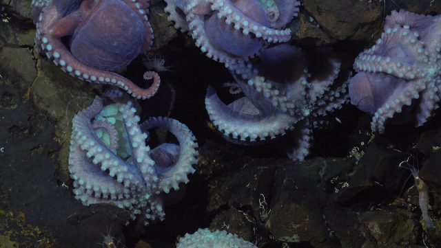 Secrets of the Octopus takes us inside the world of these “aliens on ...