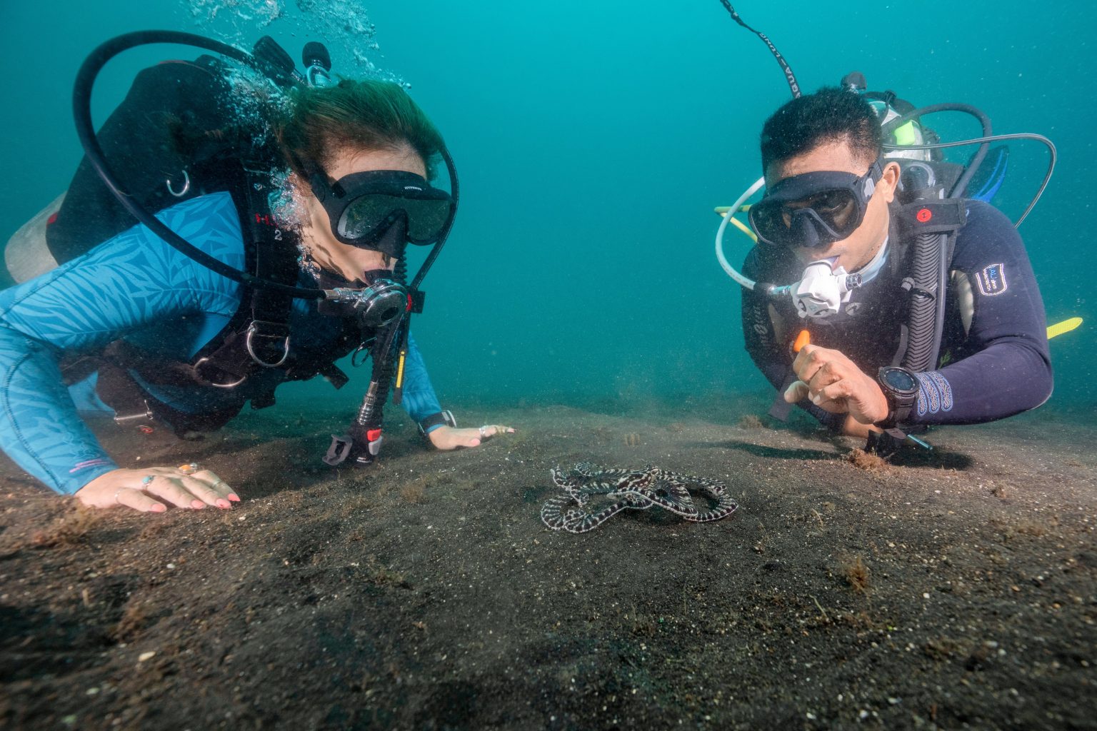 Secrets of the Octopus takes us inside the world of these “aliens on ...