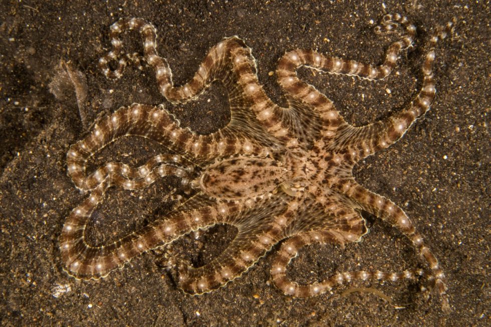 Secrets of the Octopus takes us inside the world of these “aliens on ...