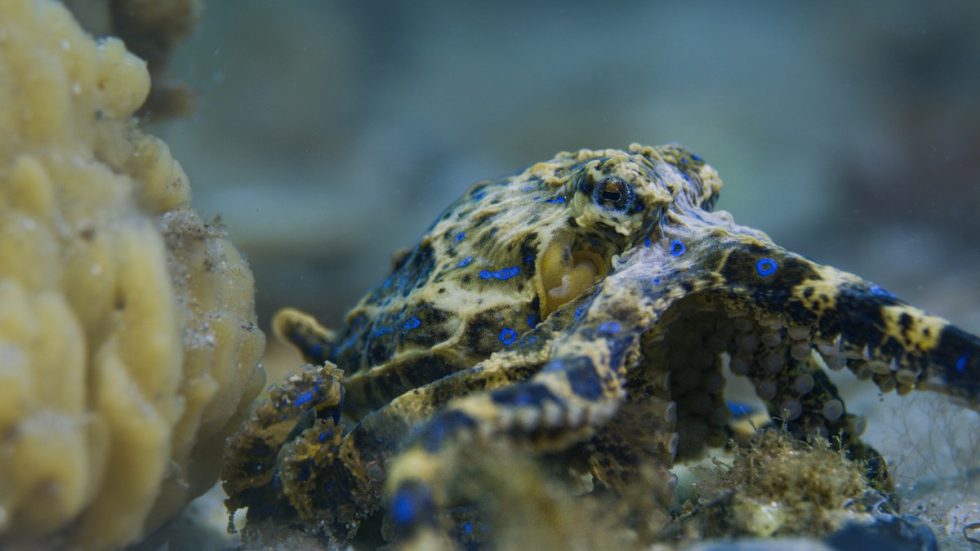 Secrets of the Octopus takes us inside the world of these “aliens on ...