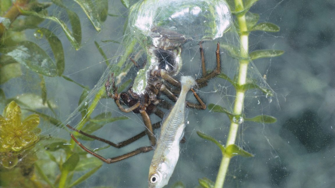 Swimming and spinning aquatic spiders use slick survival strategies ...
