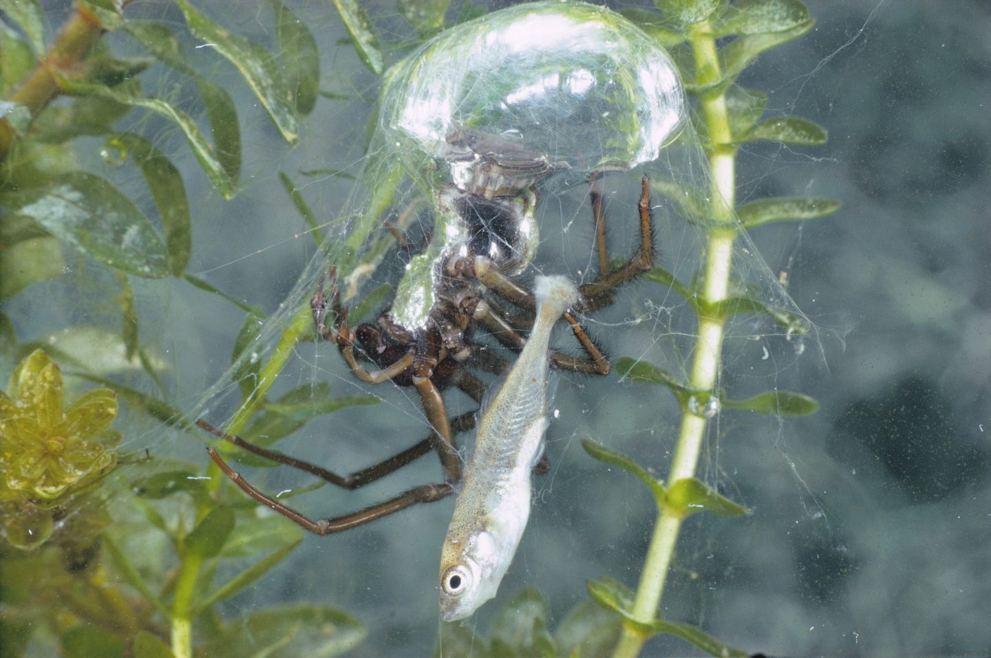 Swimming and spinning aquatic spiders use slick survival strategies ...