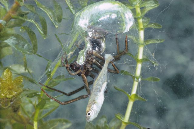 Swimming and spinning aquatic spiders use slick survival strategies ...