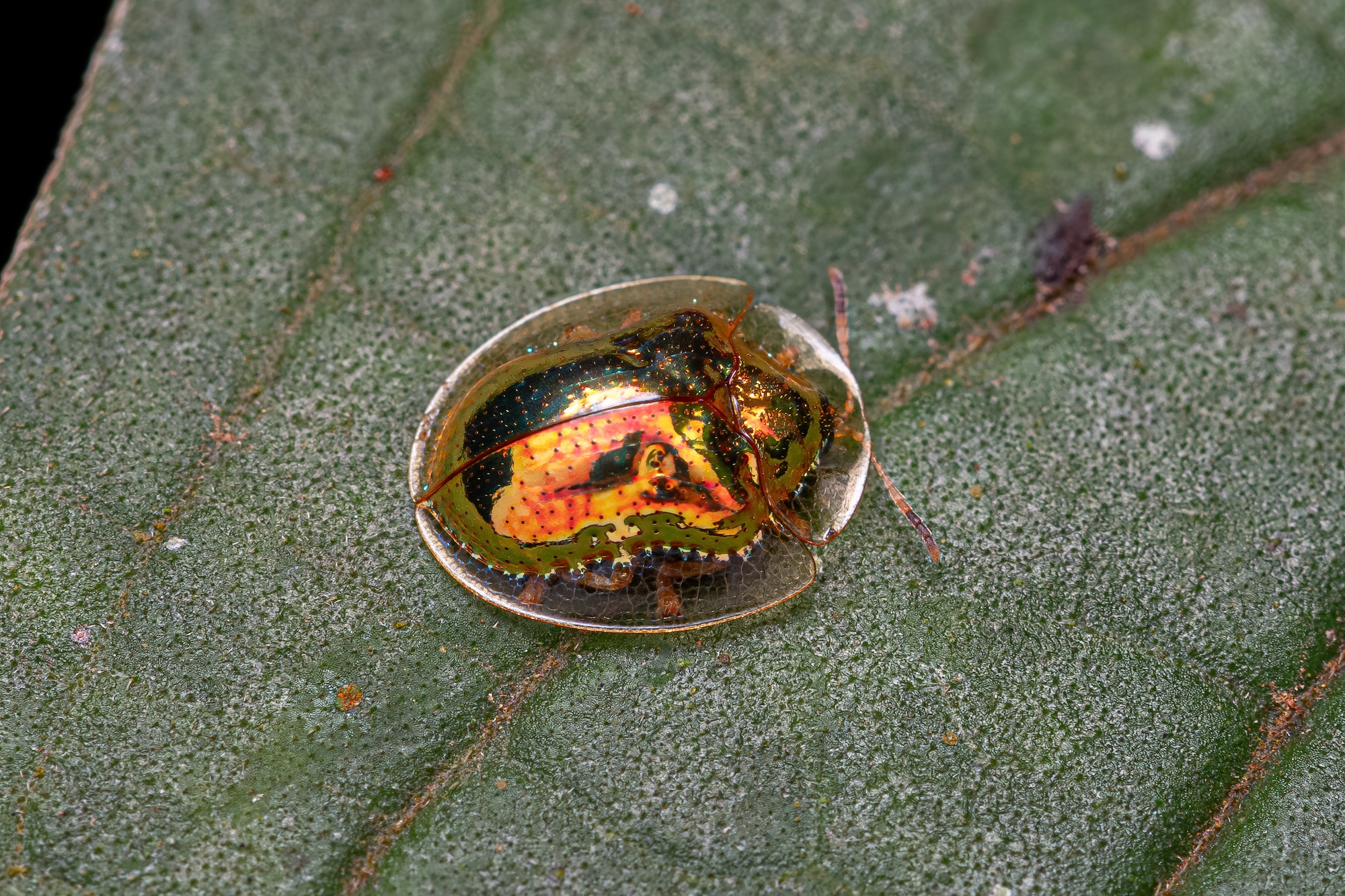 Why are there so many species of beetles? - Ars Technica