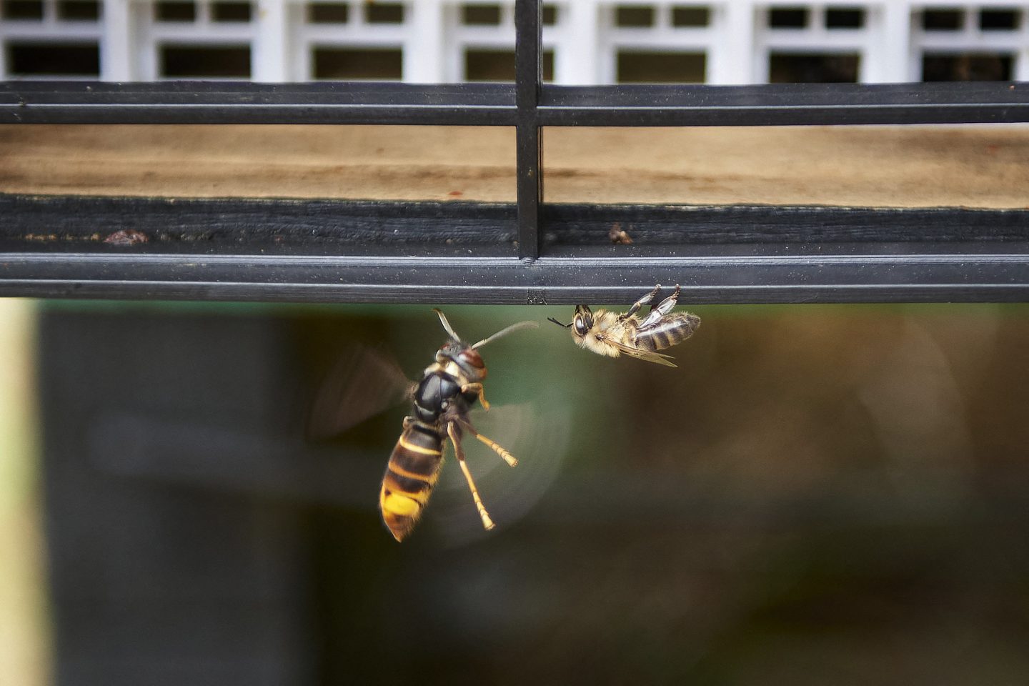 The hornet has landed: Scientists combat new honeybee killer in US ...