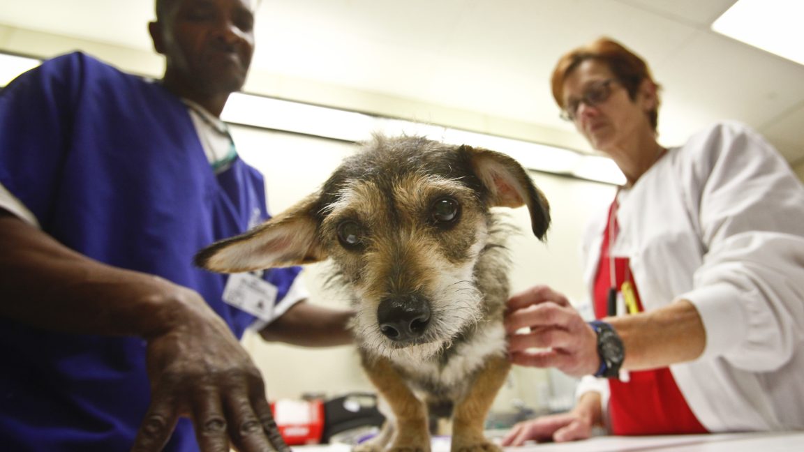 Alarming superbug from deadly eyedrop outbreak has spread to dogs - Ars ...