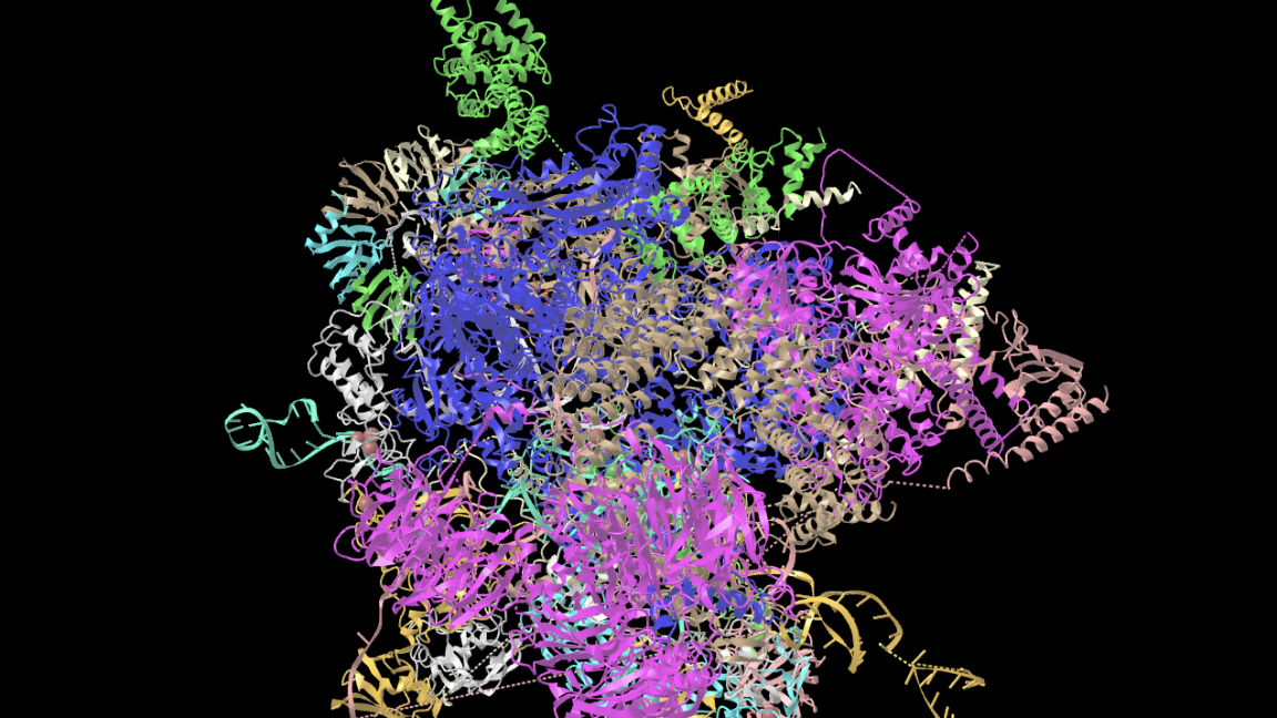 Mutations in a non-coding gene associated with intellectual disability ...