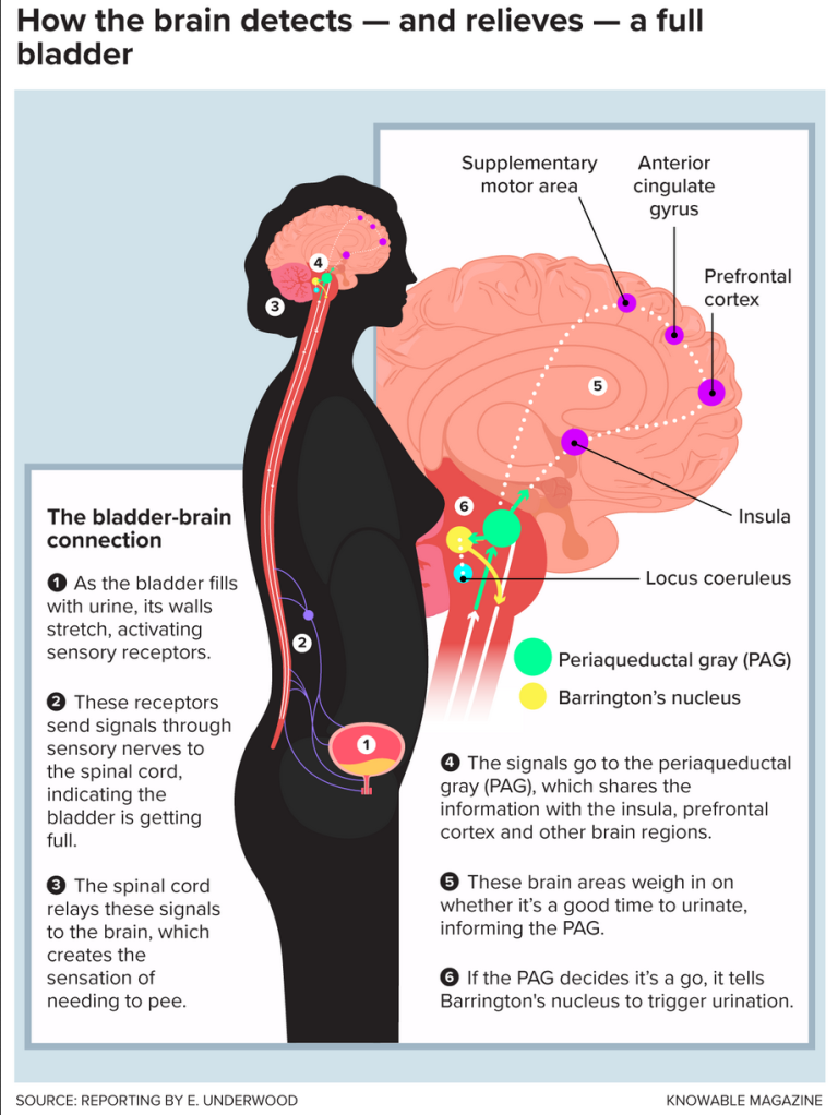 To pee or not to pee? That is a question for the bladder—and the brain ...