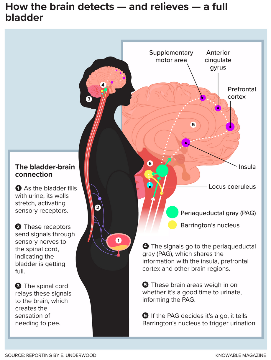 To pee or not to pee? That is a question for the bladder—and the brain - Ars Technica