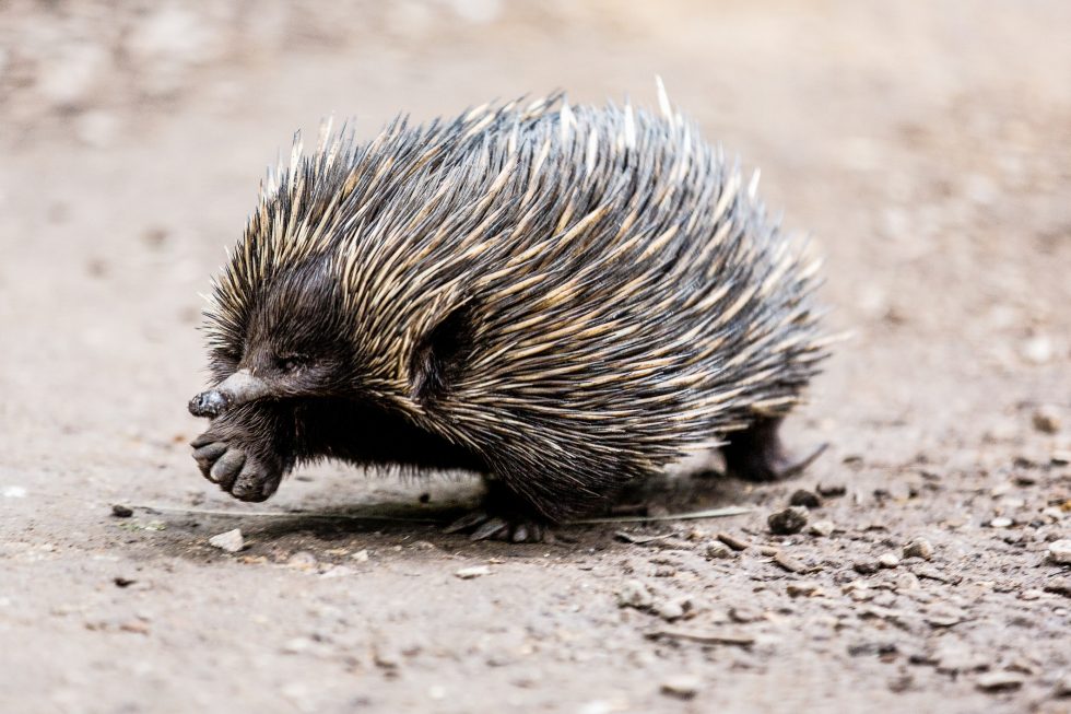 Bizarre egg-laying mammals once ruled Australia—then lost their teeth ...