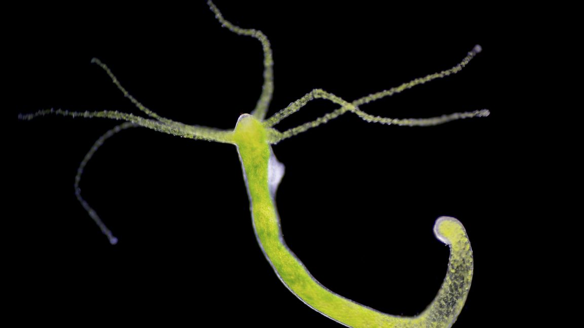 How do brainless creatures control their appetites? - Ars Technica