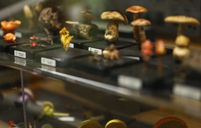The world’s largest fungus collection may unlock the mysteries of ...