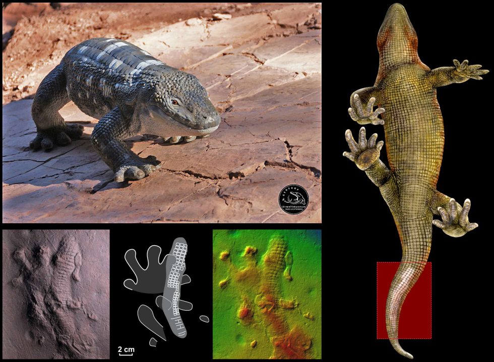 Scales helped reptiles conquer the land—when did they first evolve? - Ars Technica