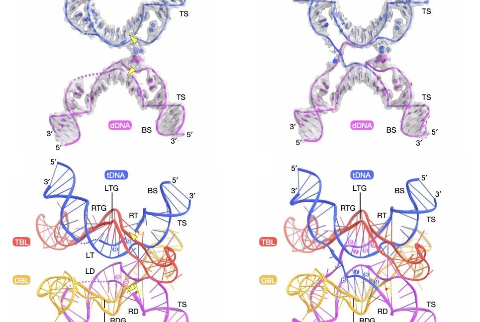 DNA-based bacterial parasite uses completely new DNA-editing method ...