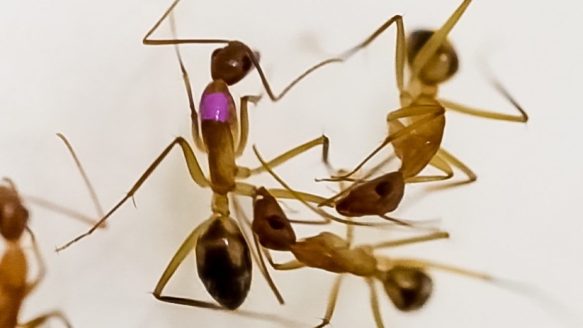 Call the ant doctor: Amputation gives injured ants a leg up on ...