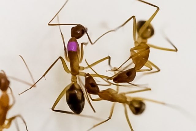 Call the ant doctor: Amputation gives injured ants a leg up on ...