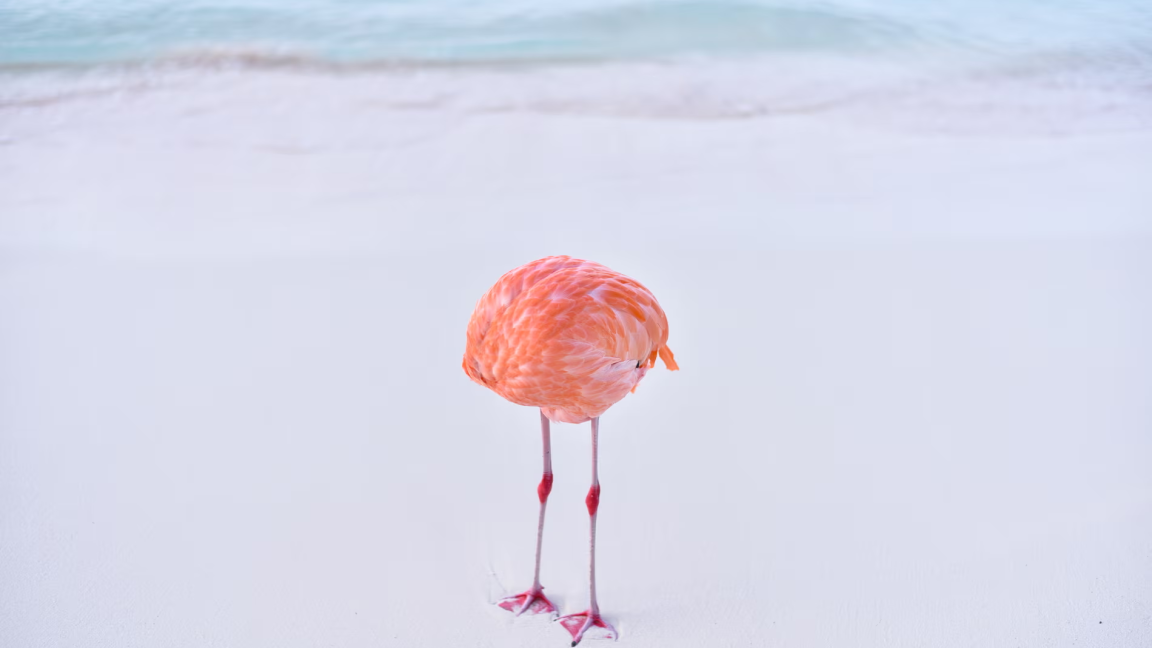 This photo got 3rd in an AI art contest—then its human photographer ...
