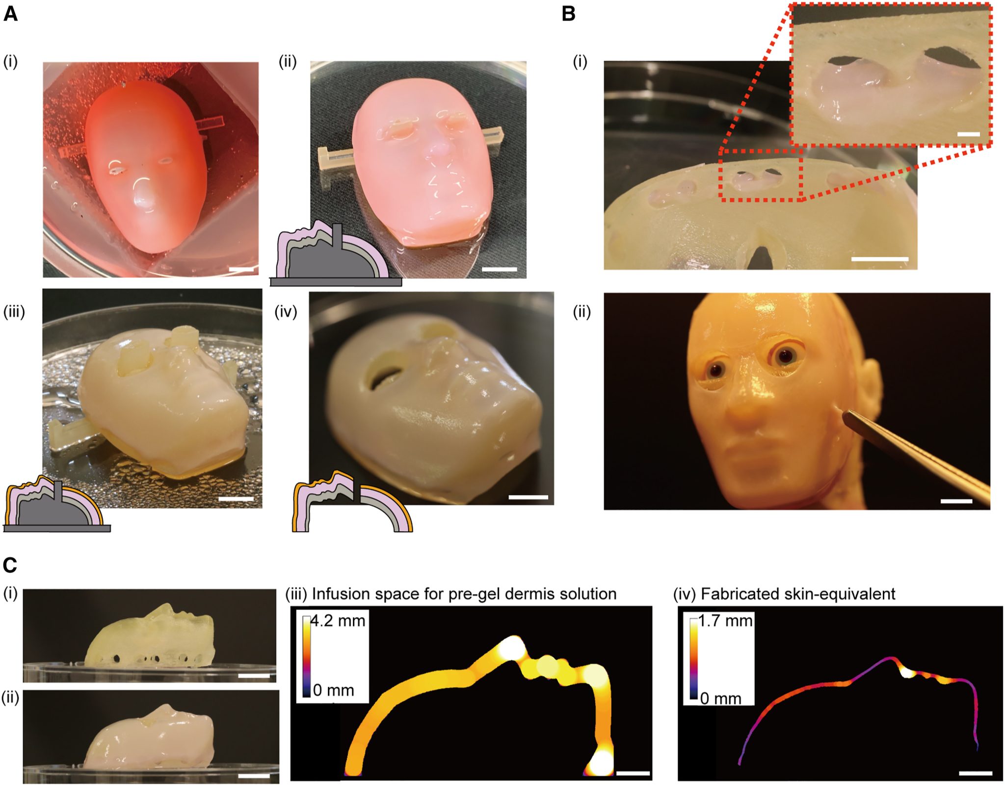 Researchers craft smiling robot face from living human skin cells - Ars ...