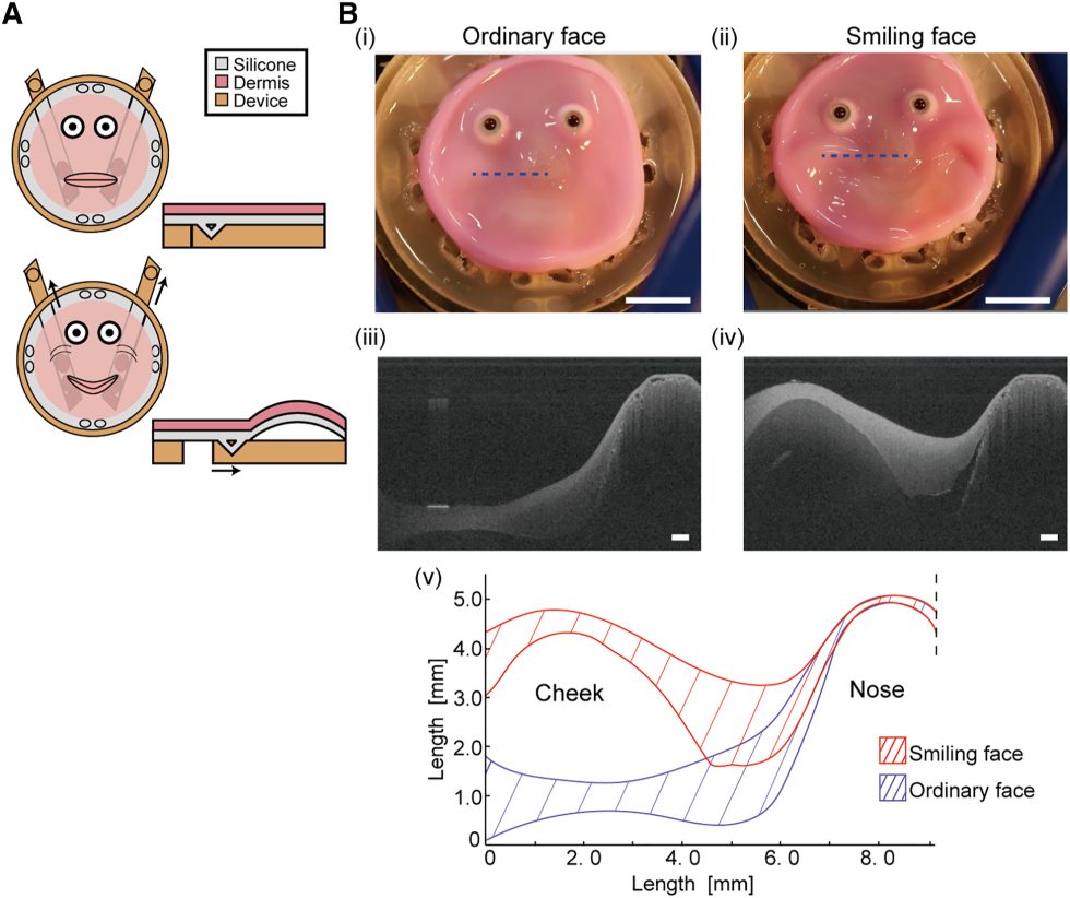 Researchers craft smiling robot face from living human skin cells - Ars ...