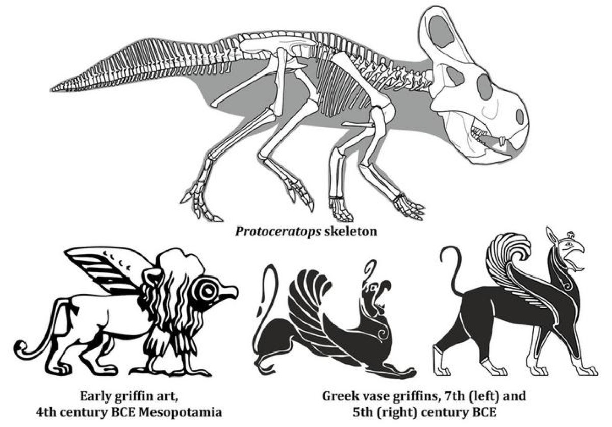 The mythical griffin was not inspired by a horned dinosaur, study ...