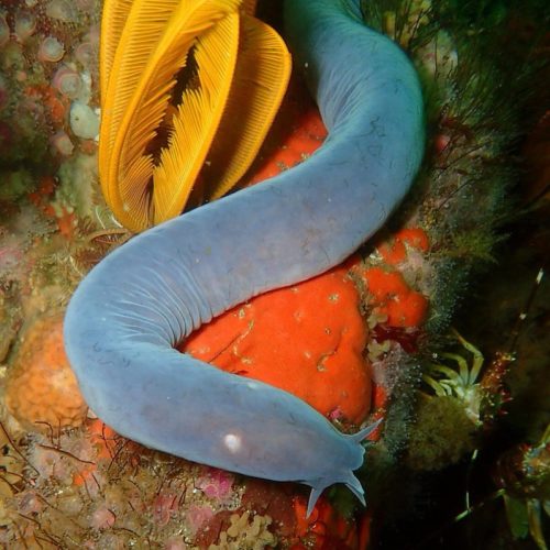 Tag: hagfish - Ars Technica