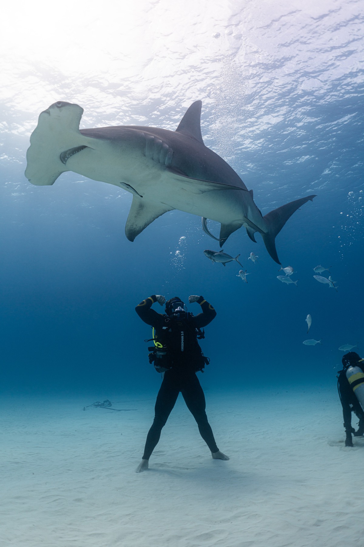 Great Hammerhead Attack Human