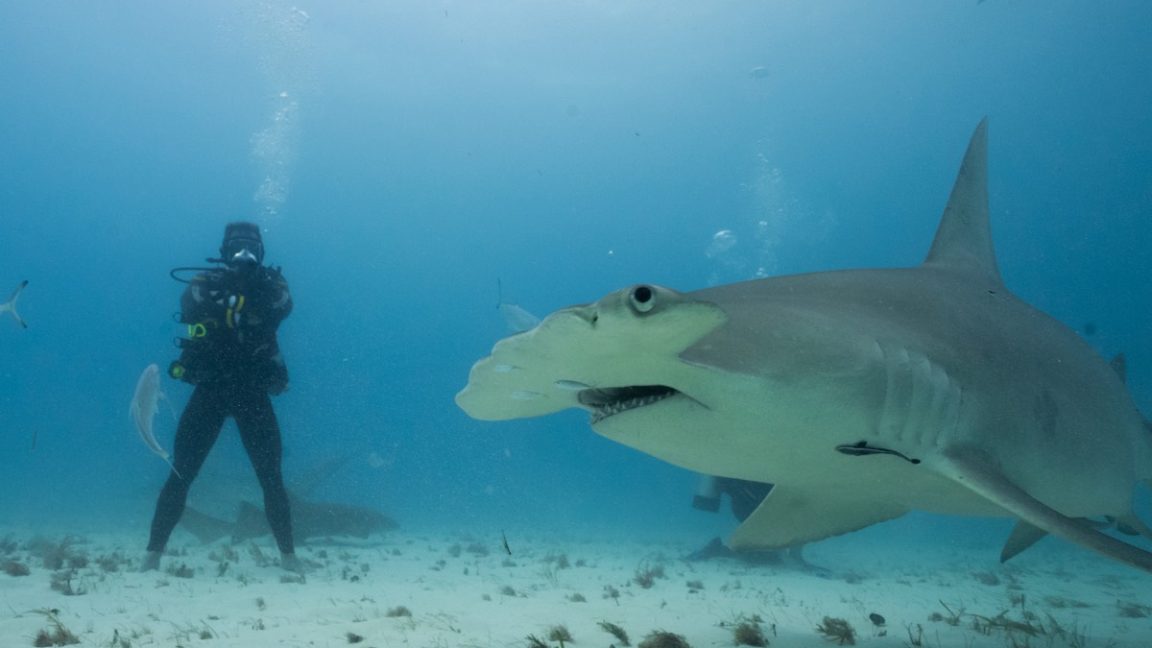 An ultra-athlete goes head-to-head with the world’s most formidable ...