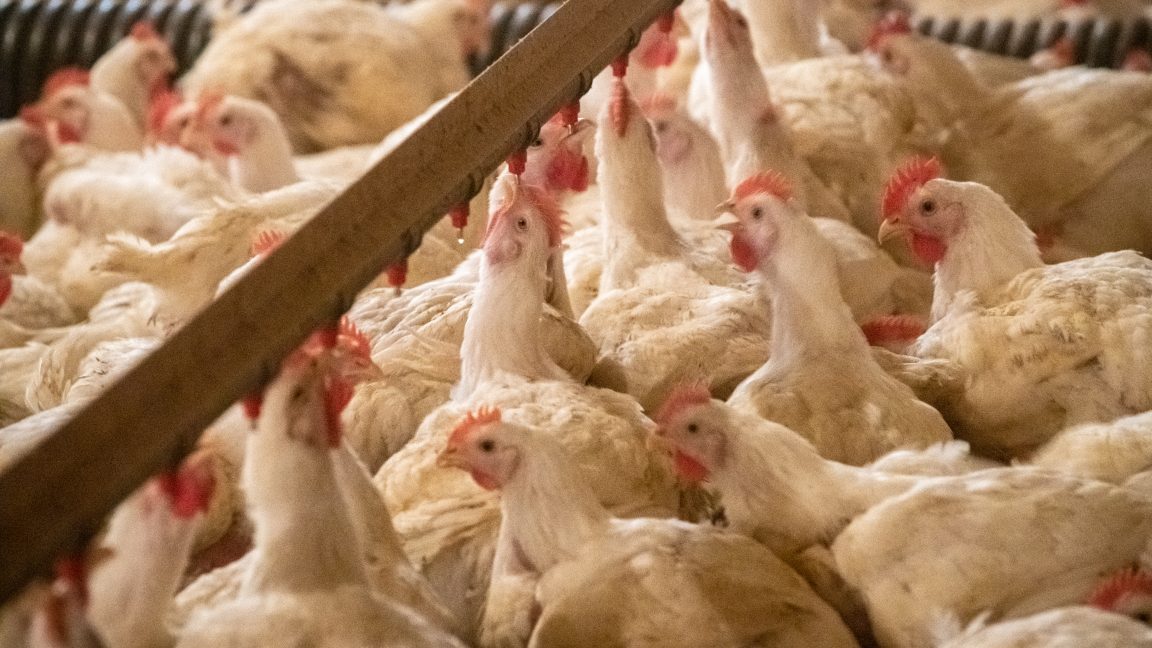 Five people infected as bird flu appears to go from cows to chickens to ...