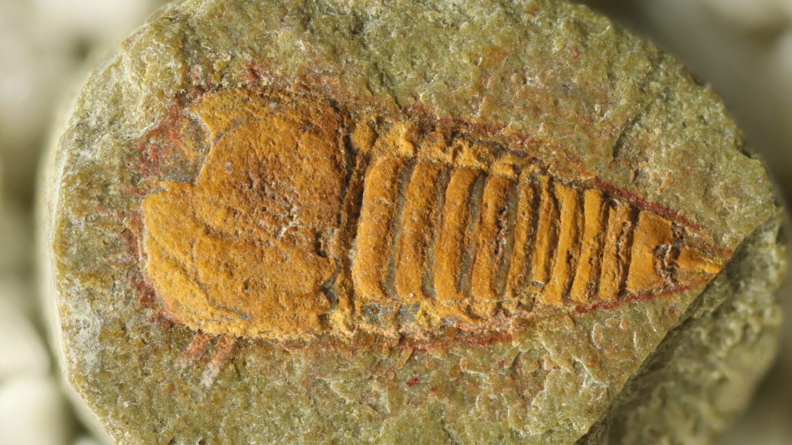 500 million-year-old fossil is the earliest branch of the spider’s ...