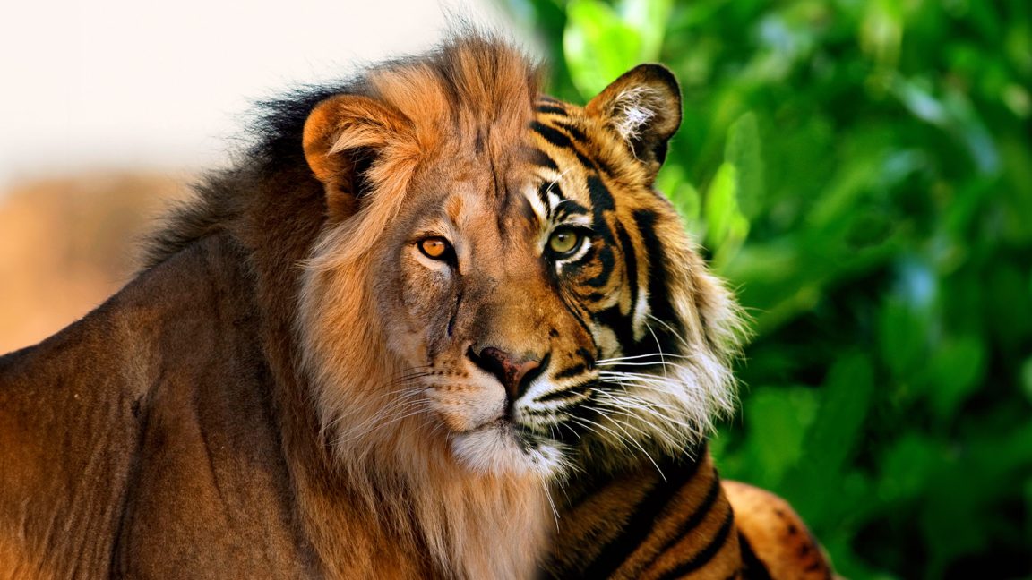 Hybrids between two species can produce “swarms” that flourish - Ars ...