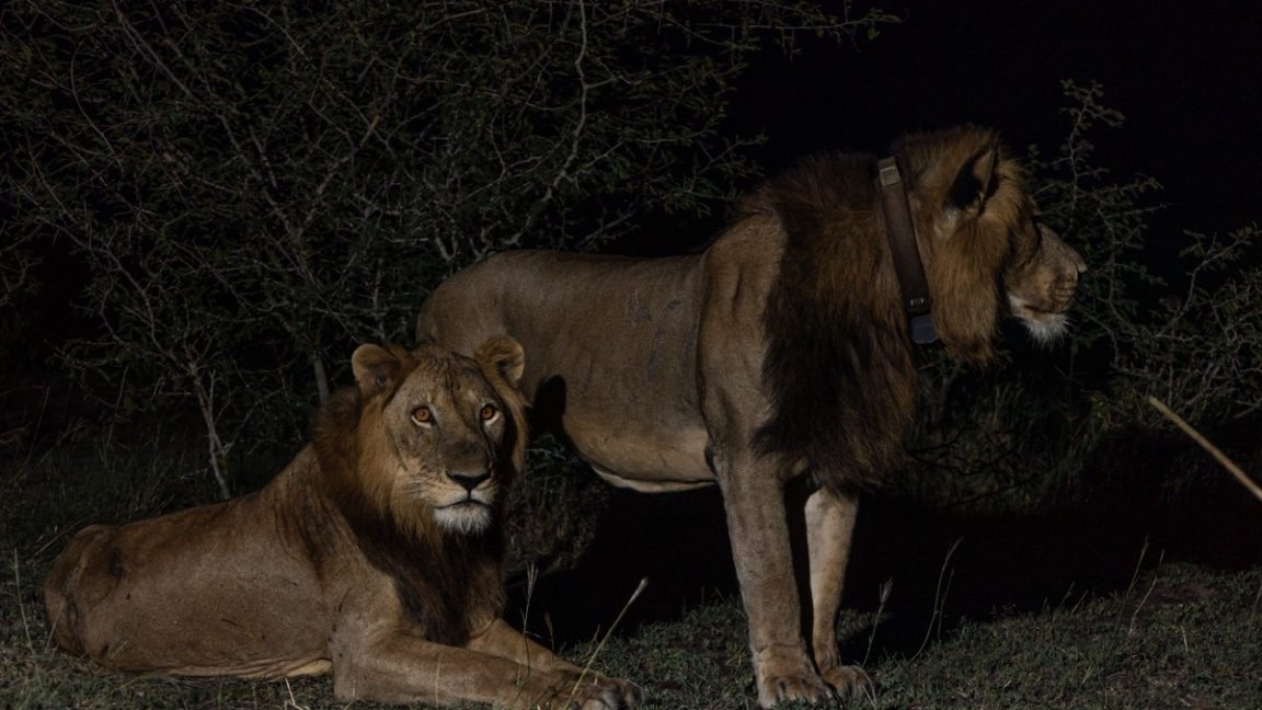 Lion brothers in search of mates just set a record for longest-known ...