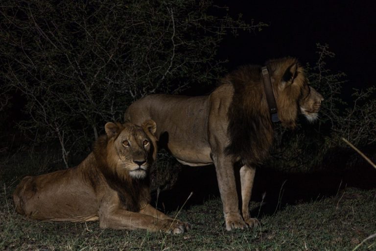 Lion brothers in search of mates just set a record for longest-known ...