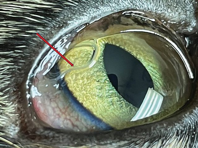 Exotic eye worm rapidly invades US by spreading from testes of fruit ...