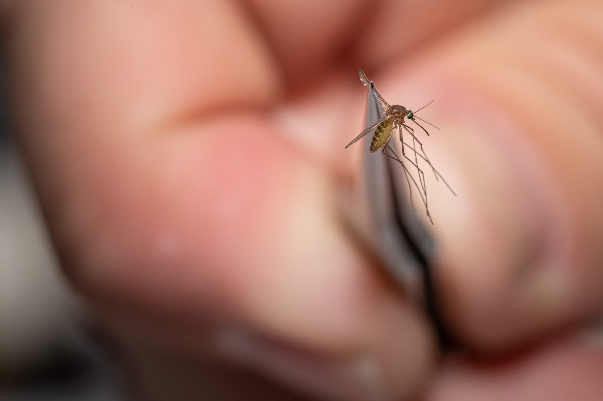 Town urges curfew over mosquito-spread disease that kills up to 50% of ...