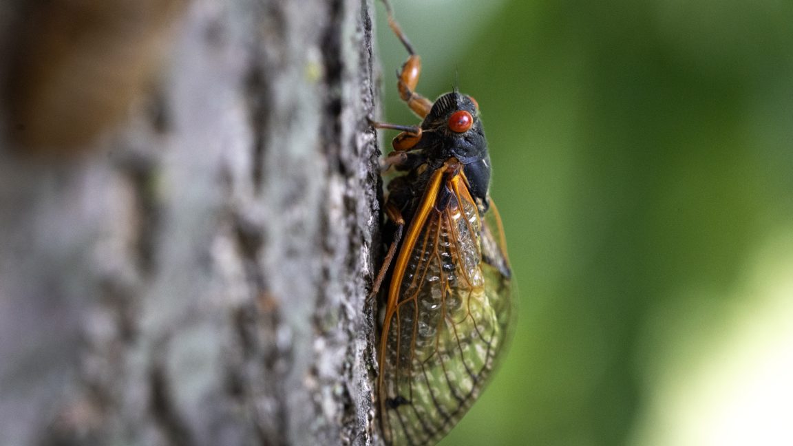 Explosion of cicada-eating mites has the state of Illinois scratching ...
