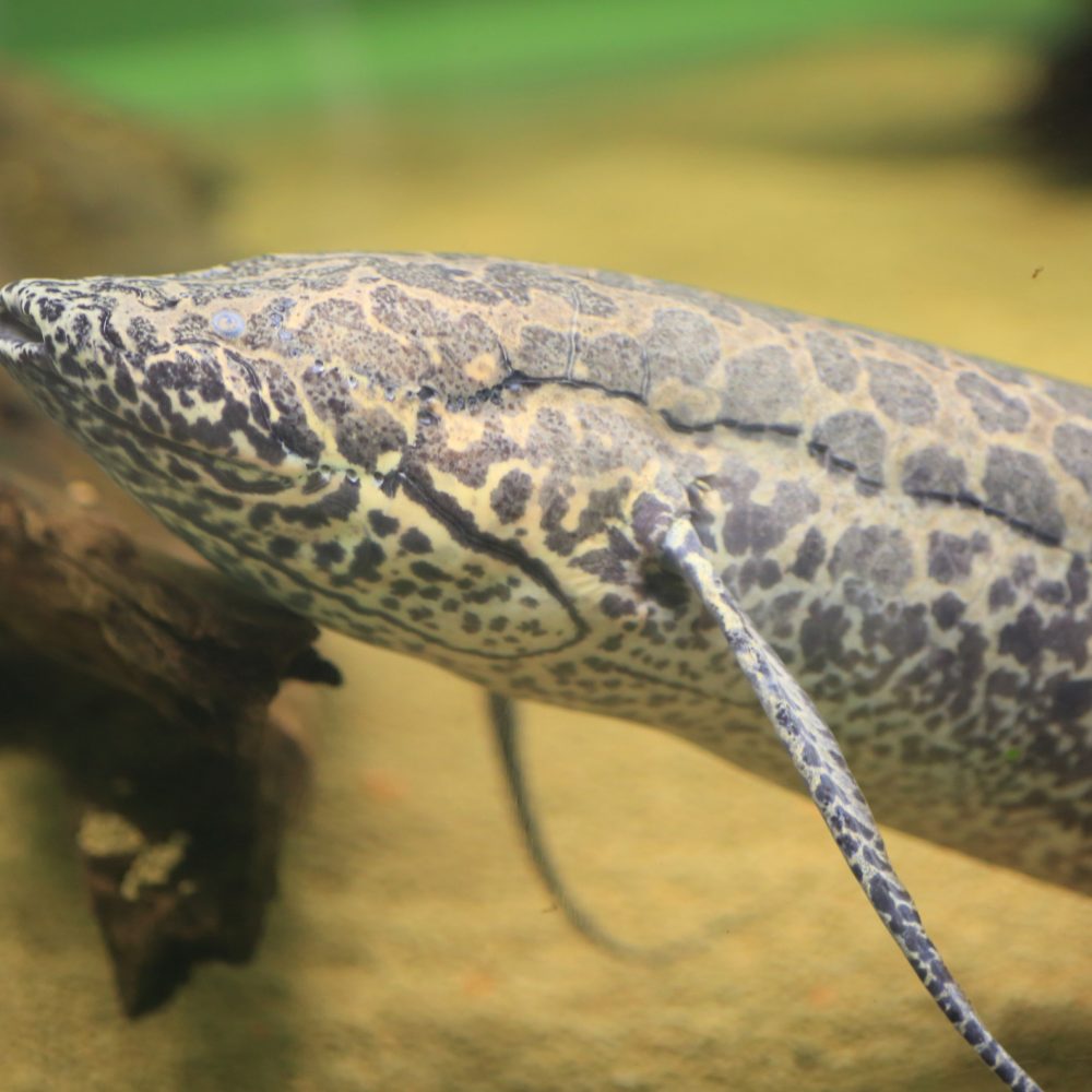 Author: John Timmer - Ars Technica