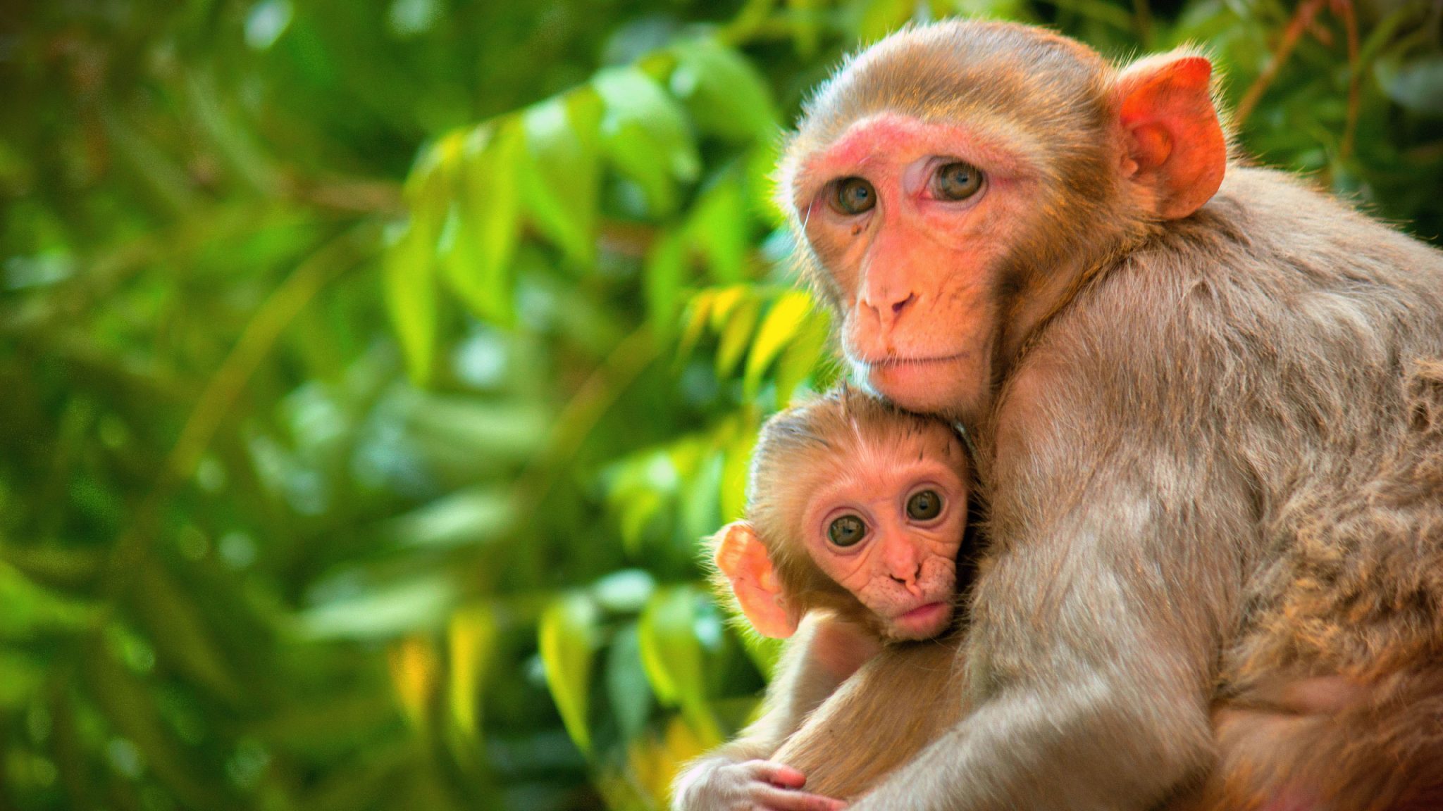 Thanks, Internet! It’s now shockingly easy to become an international monkey torturer. - Ars ...