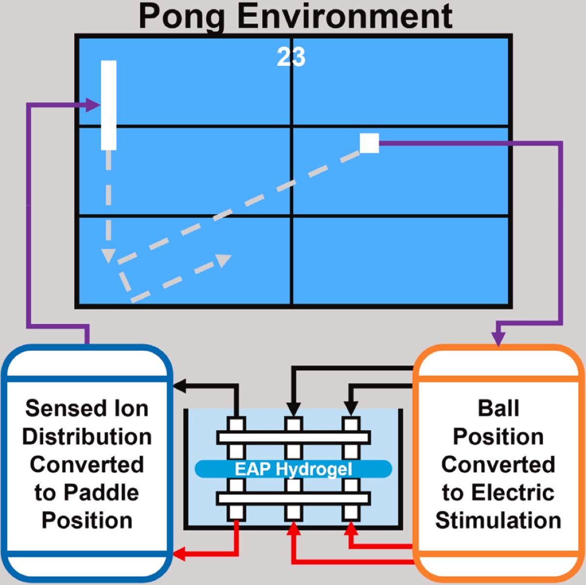 Hydrogels can learn to play Pong - Ars Technica