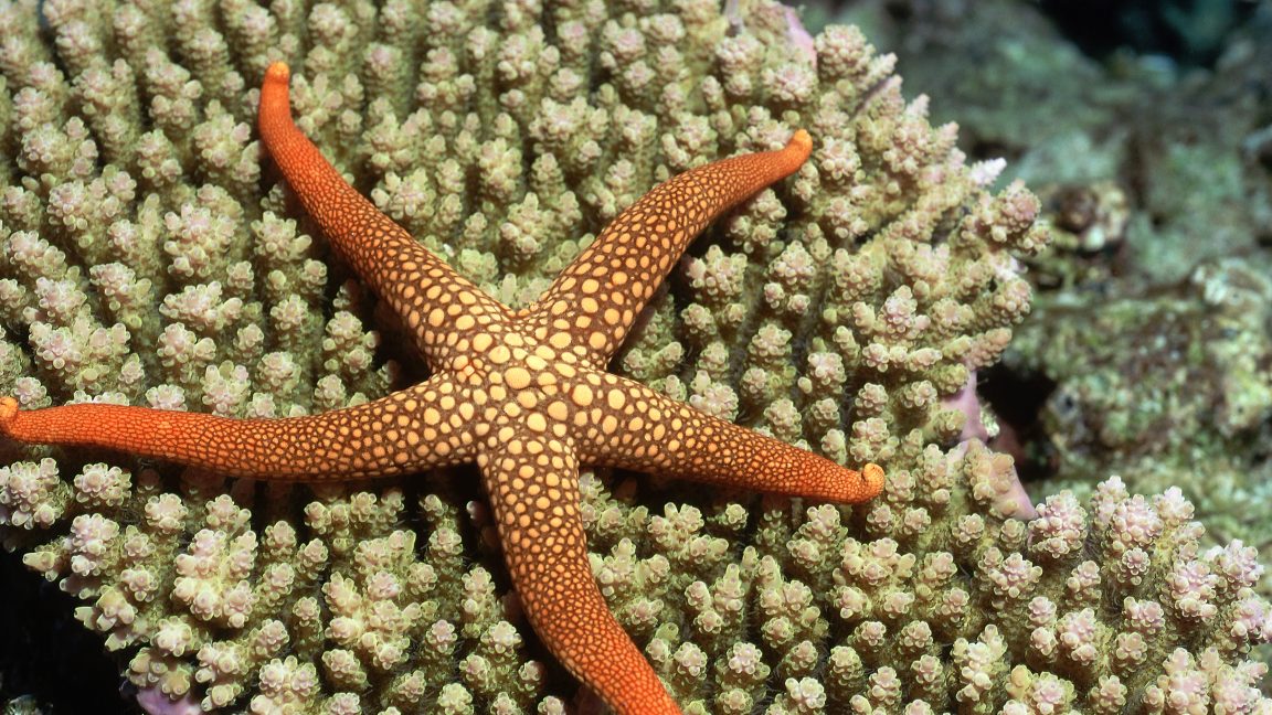 A single peptide helps starfish get rid of a limb when attacked - Ars ...