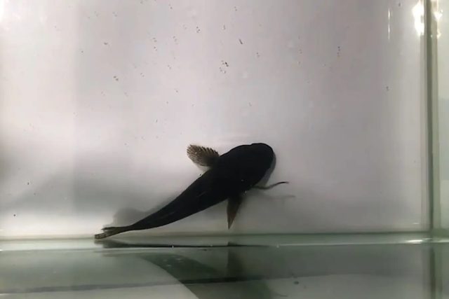 X-ray footage shows how Japanese eels escape from a predator’s stomach ...