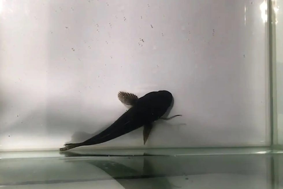 X-ray footage shows how Japanese eels escape from a predator’s stomach ...