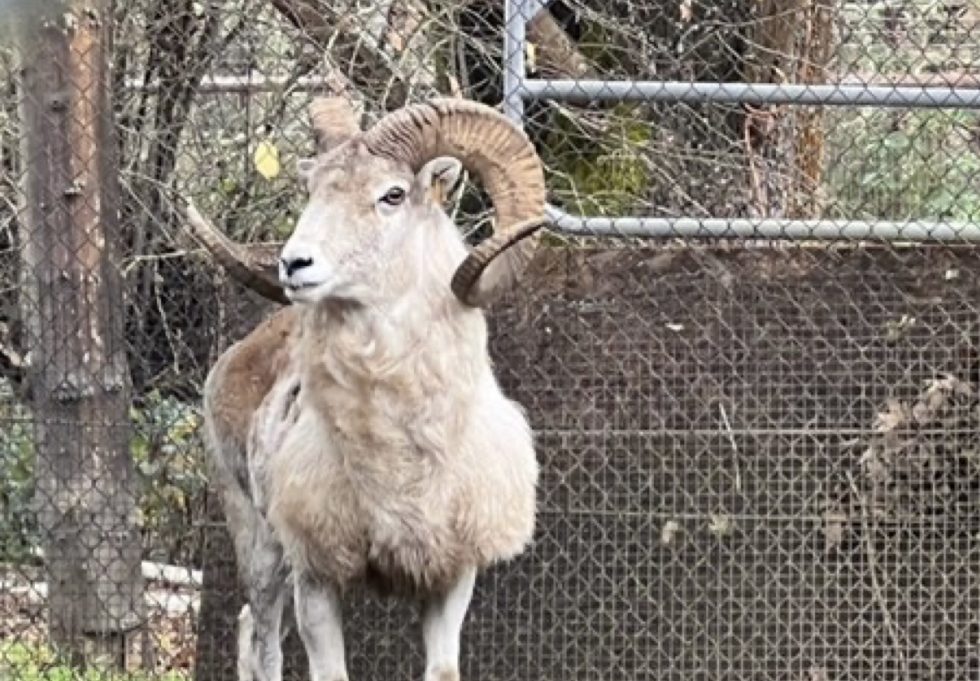 To build a giant sheep, man spends 10 years smuggling, cloning, and ...