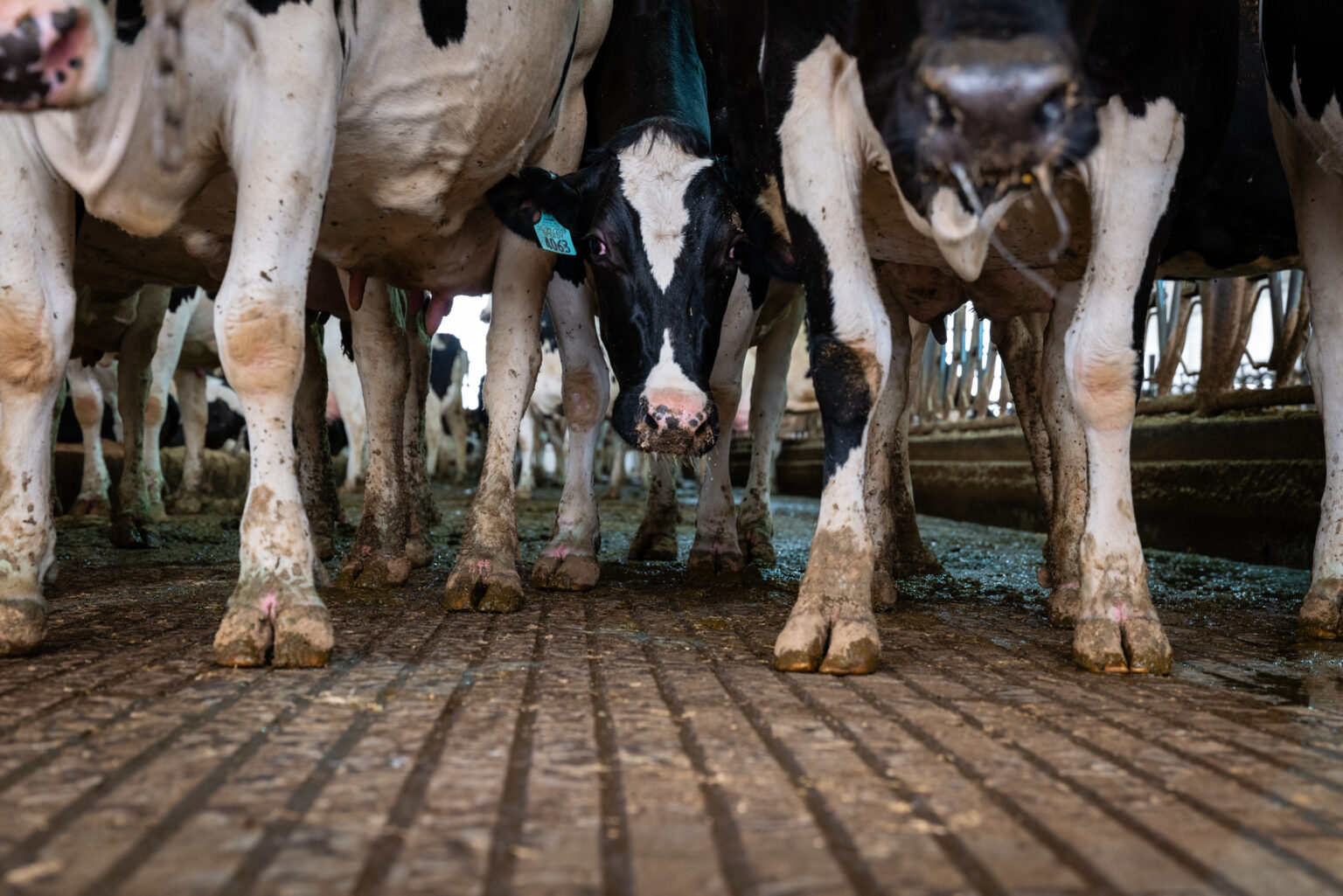 H5N1 bird flu spills over again; Nevada cows hit with different, deadly ...