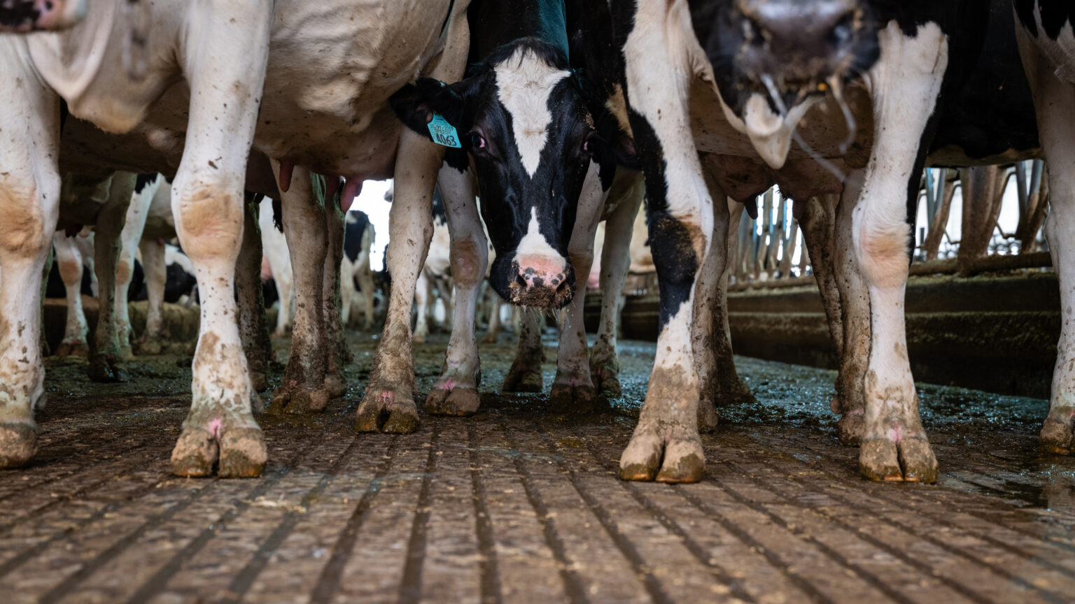 Author: Beth Mole - Ars Technica