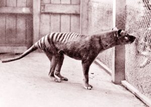 De-extinction company provides a progress report on thylacine efforts ...