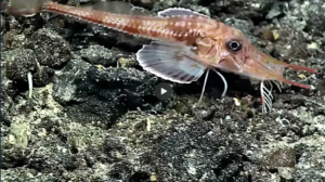 The fish with legs for walking and tasting - Ars Technica