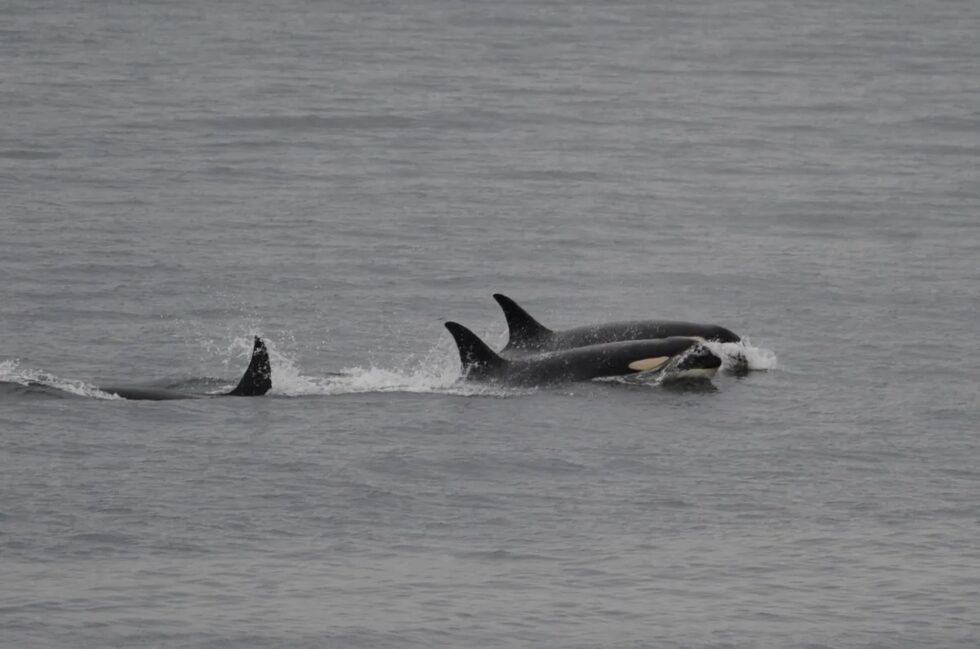 What we can learn from animals about death and mortality - Ars Technica