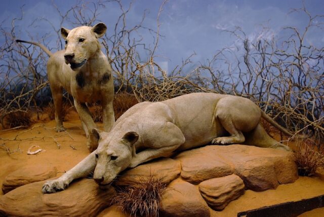 DNA confirms these 19th-century lions ate humans