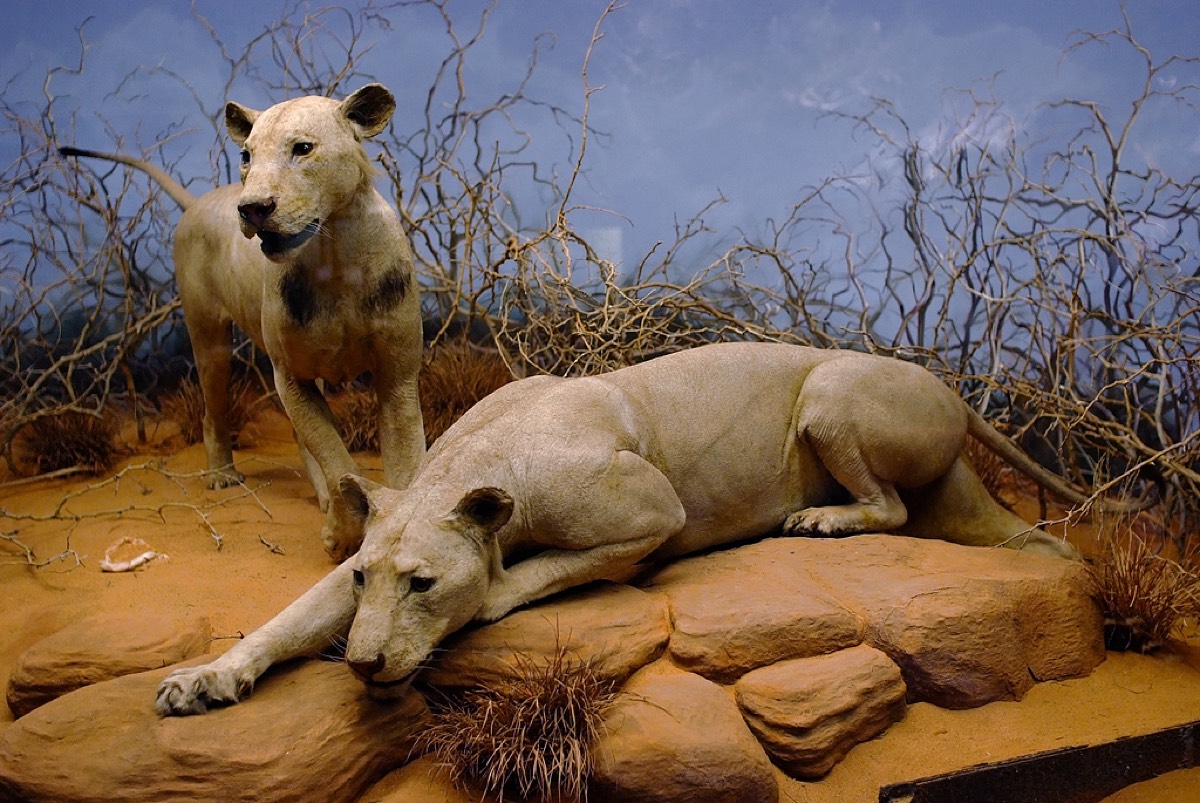 DNA confirms these 19th-century lions ate humans