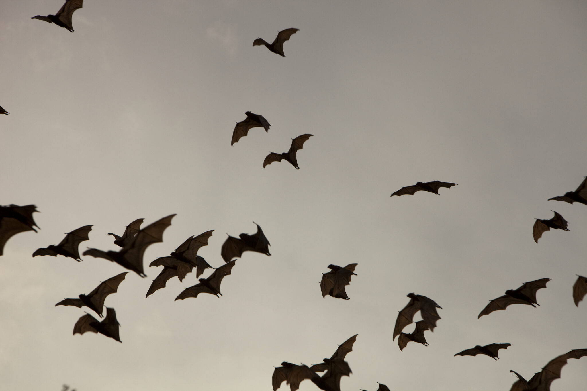 Bats make mental maps using echolocation - Ars Technica